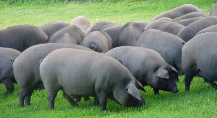 Porc Ibèric